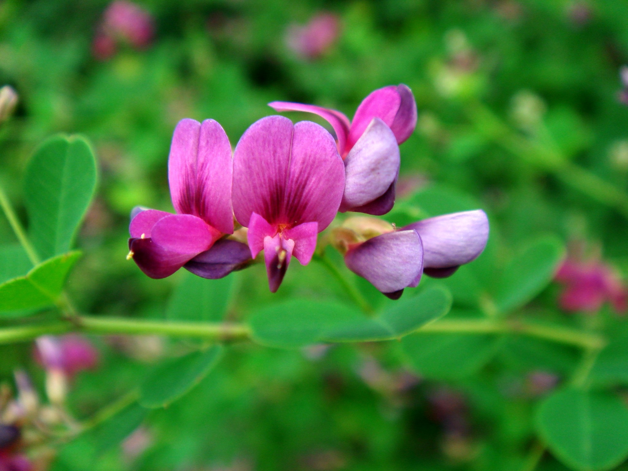 Lespedeza bicolor Turczaninow